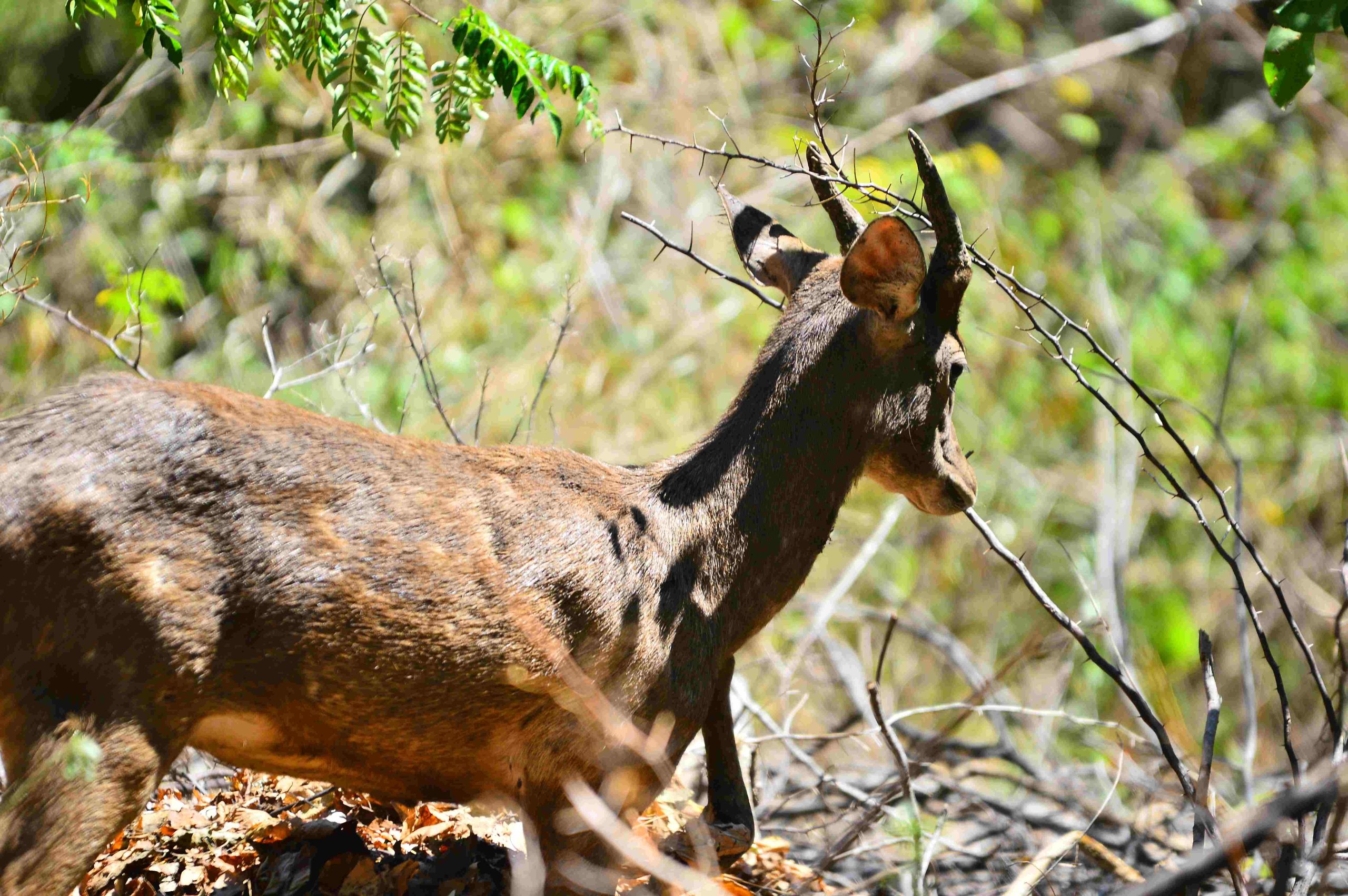 12 Rusa Timor Milik Bali Zoo Dilepas di Taman Nasional Bali Barat