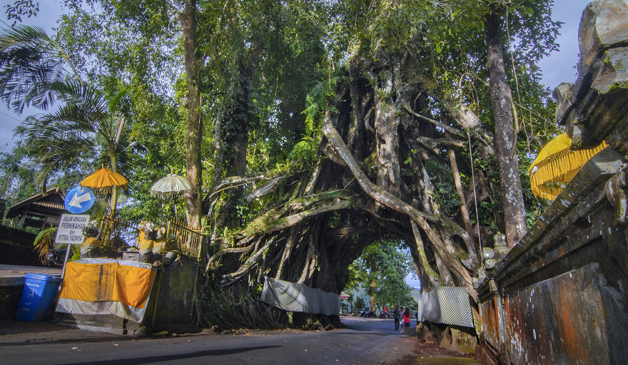 Bunut Bolong, Pohon Keramat di Ujung Barat Pulau Bali
